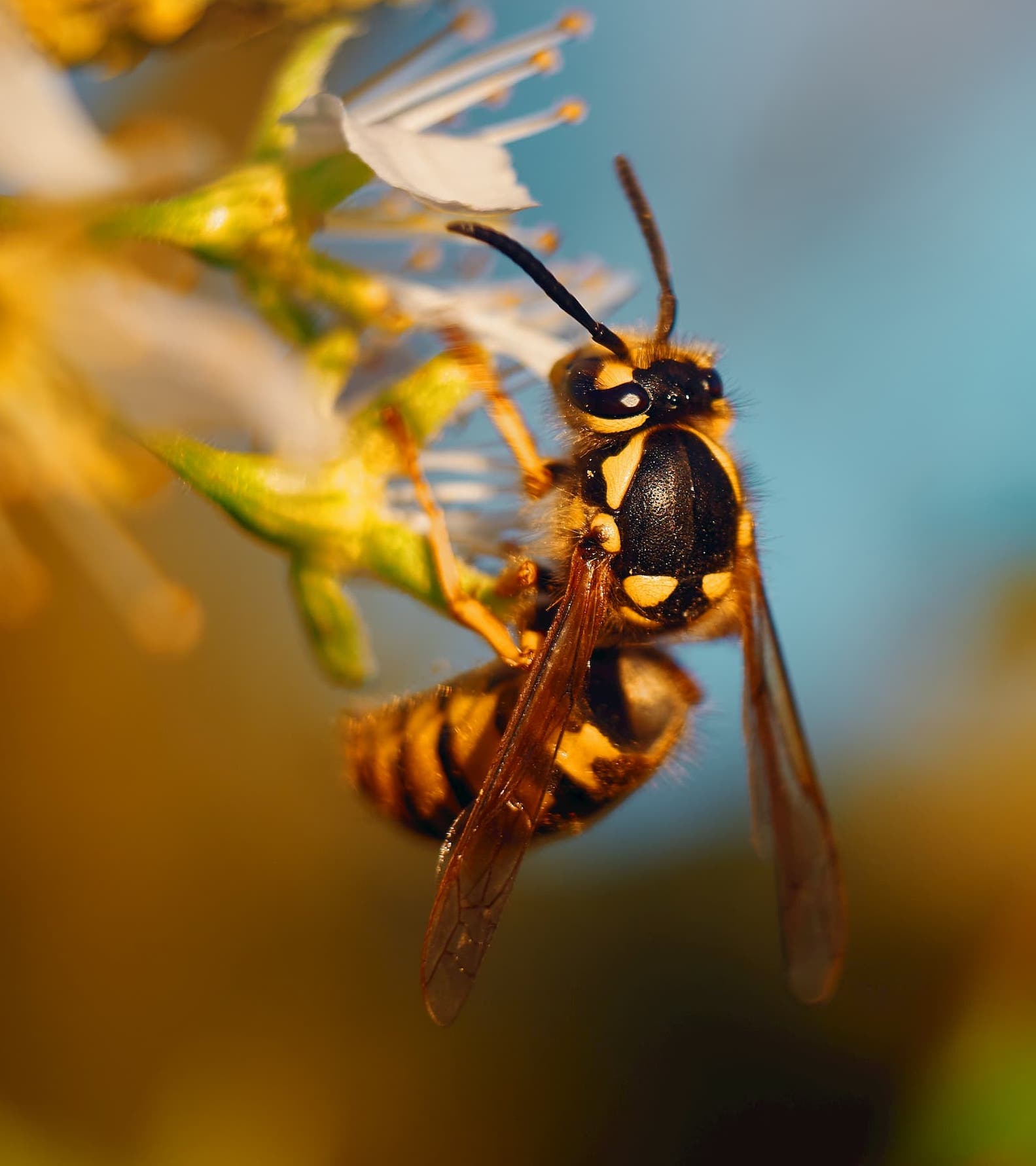 Bees and Wasps: Handling Stinging Insects