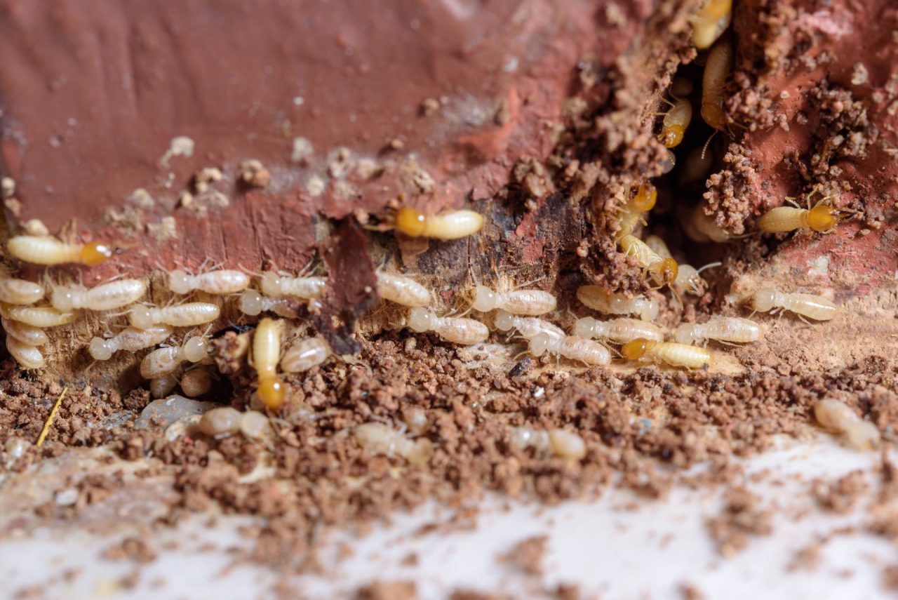 Termite Damage Dangers: Could Your House Collapse