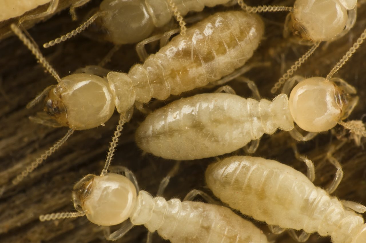 South Carolina Termites: What Homeowners Need to Know